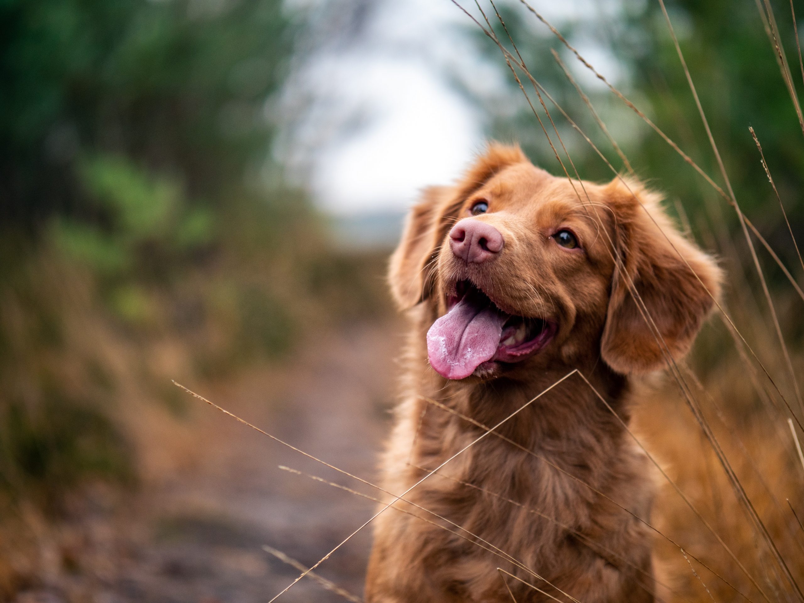 14 Questions To Ask Before Getting A Dog WitsEnd Dog Training Behaviour